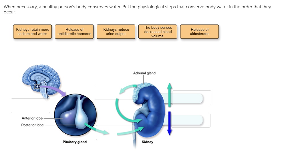 When necessary, a healthy person's body conserves water. Put...