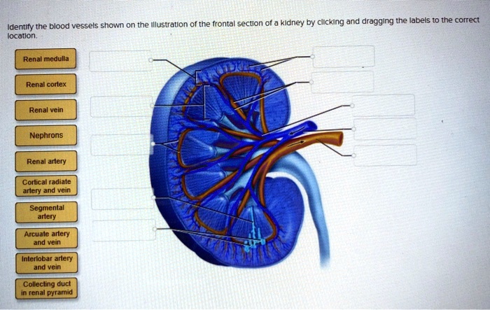 Identify the blood vessels shown on the Illustration of the frontal ...