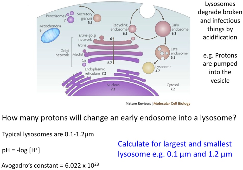 lysosomes degrade broken and infectious early endosome things by ...