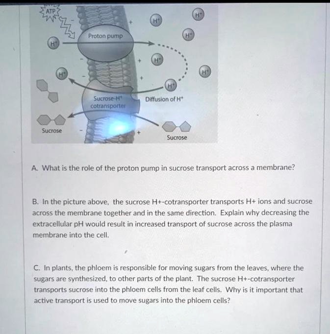 SOLVED: Proton pump Suciose H' colrnspotta Dlffusion ofh" Sucro e ...