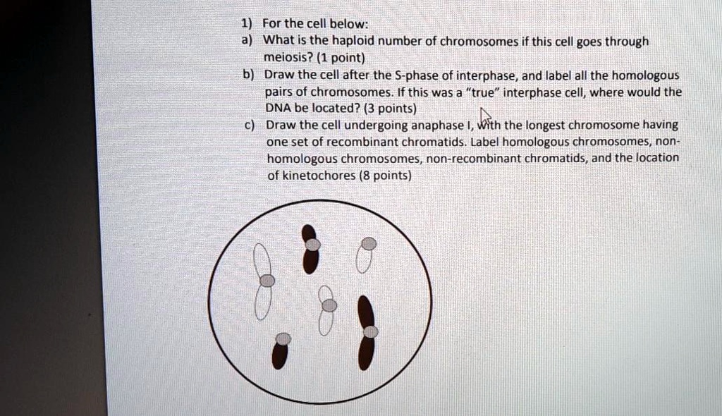 SOLVED: For the cell below: What is the haploid number of chromosomes ...