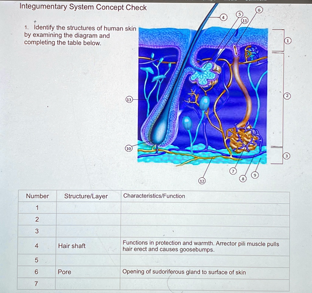Integumentary System Concept Check 1. Identify the structures of human ...