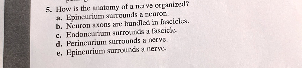 5. How is the anatomy of a nerve organized? a. Epineurium surrounds a ...
