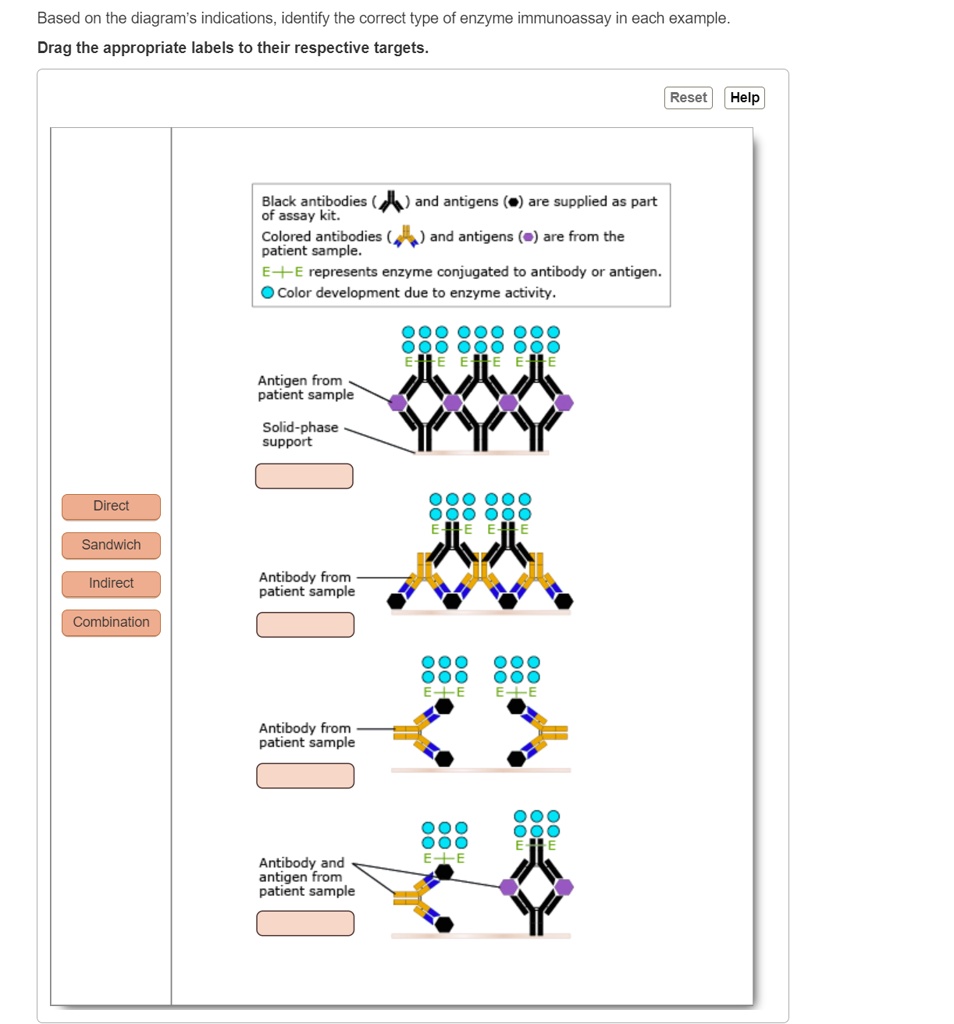 SOLVED: Based on the diagram's indications, identify the correct type ...