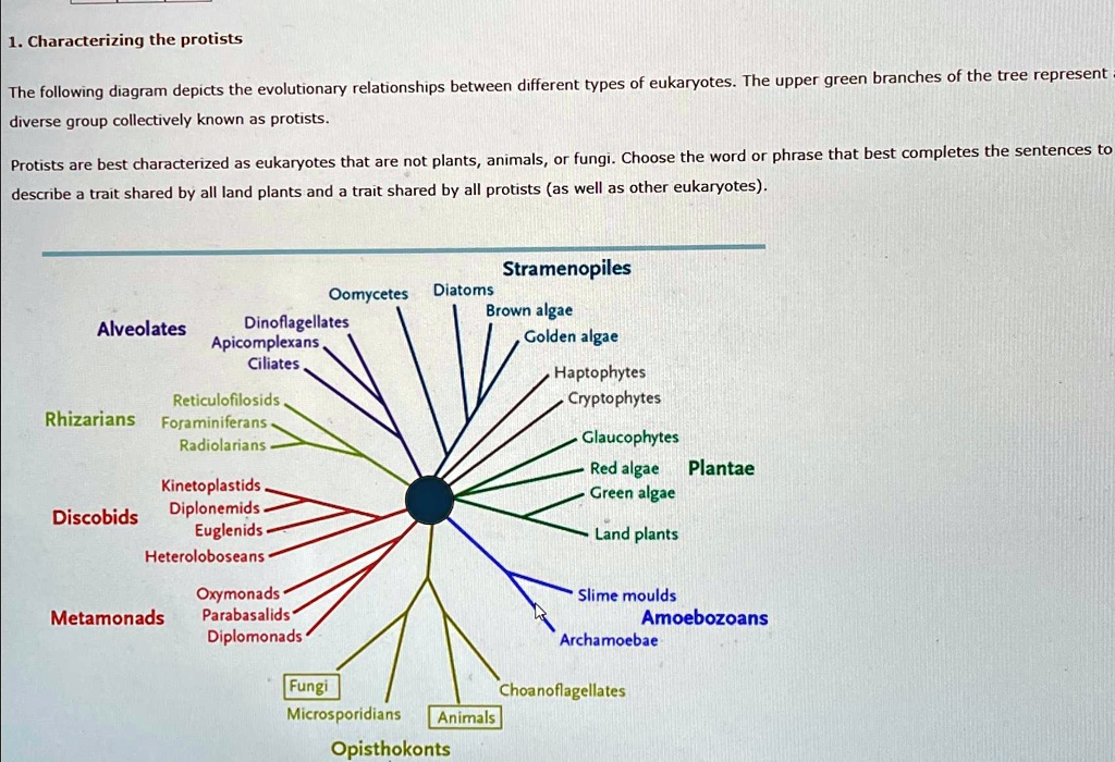 SOLVED: Characterizing the protists The following diagram depicts the ...
