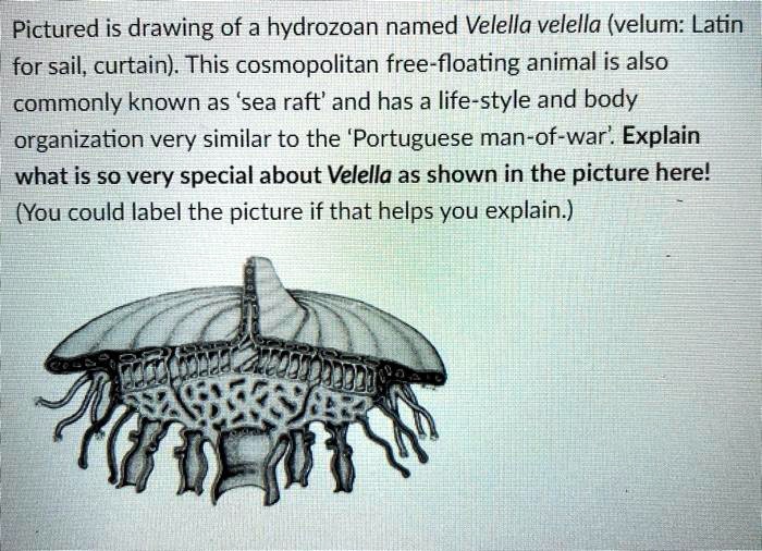 SOLVED:Pictured is drawing of a hydrozoan named Velella velella (velum ...
