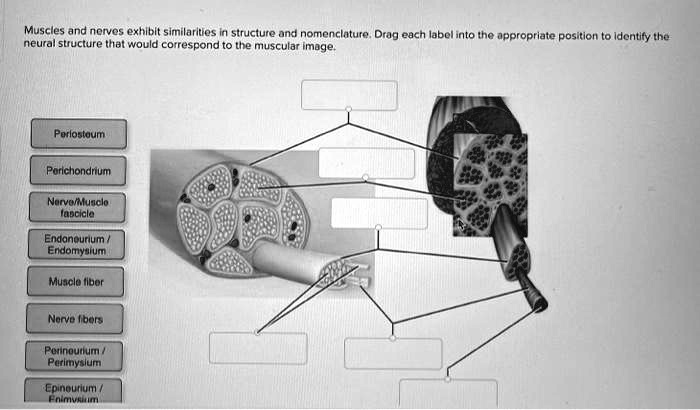 SOLVED: Muscles and nerves exhibit similarities in structure and nomenclature. Drag each label ...