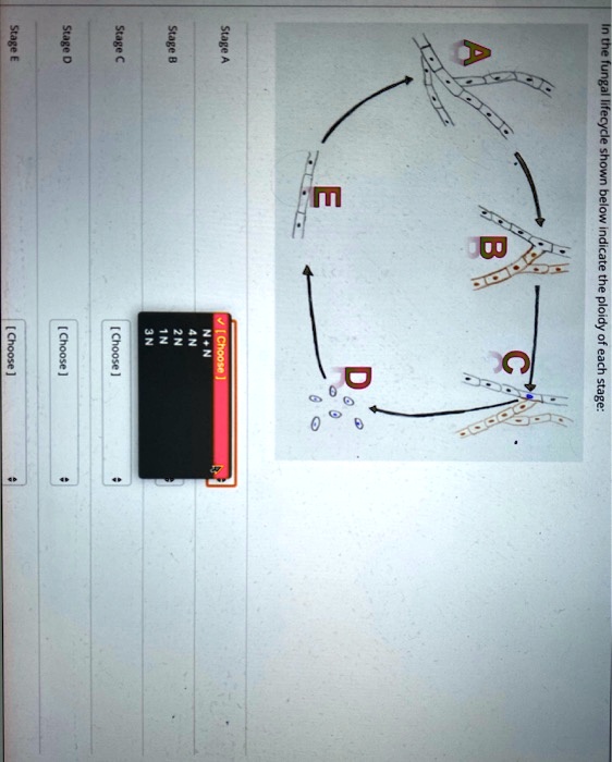 SOLVED: Stage € Stage D Stage € Stage 0 In the fungal lifecycle shown ...