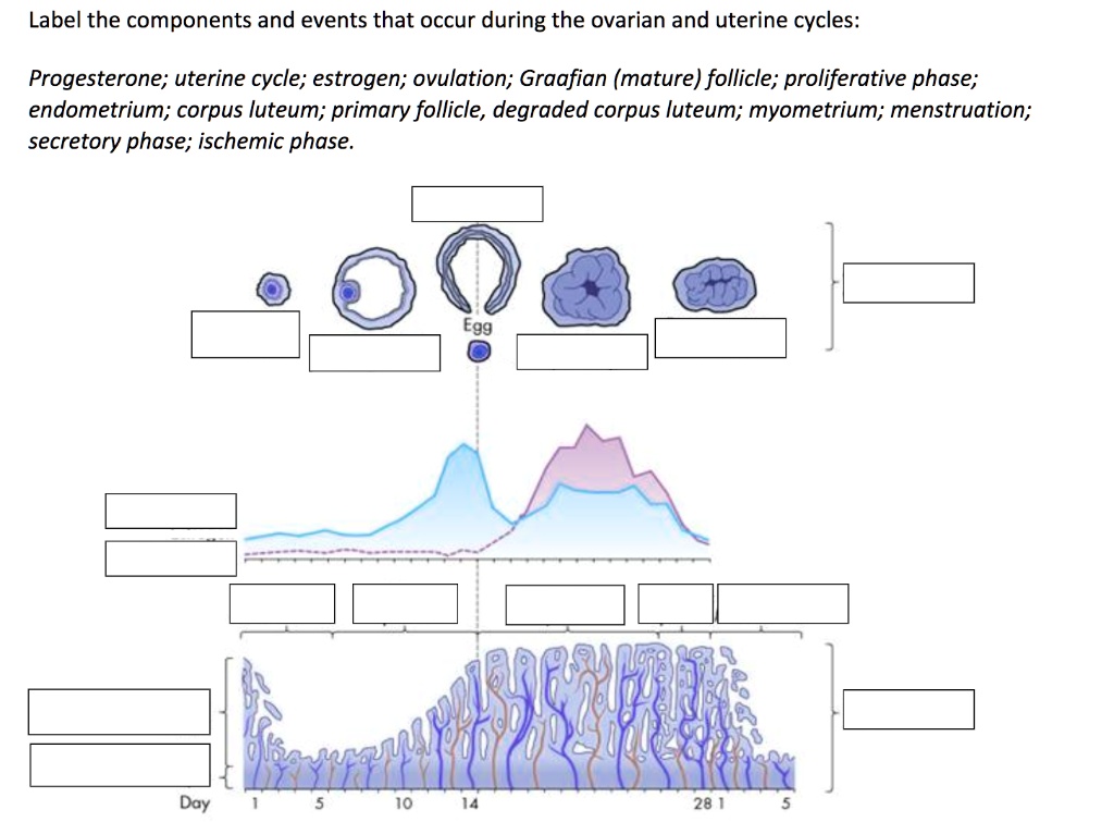 Label the components and events that occur during the ovarian and ...