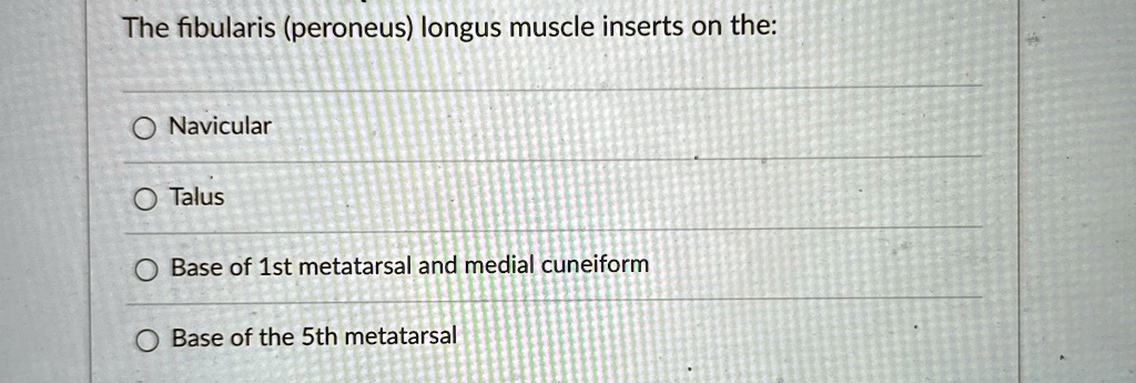 the fibularis peroneus longus muscle inserts on the o navicular o talus ...