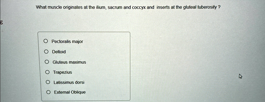 What muscle originates at the ilium, sacrum and coccyx and inserts at ...