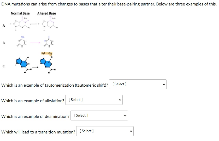 SOLVED: DNA mutations can arise from changes to bases that alter their base-pairing partner ...