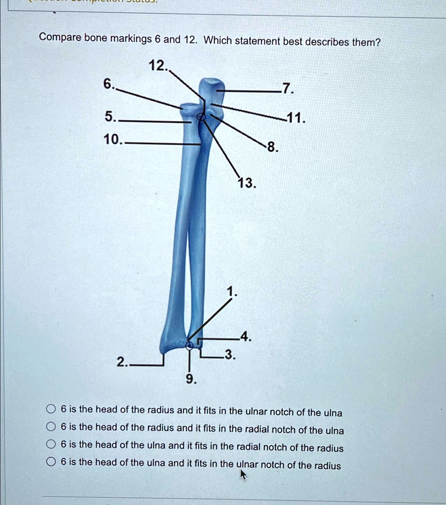 Compare bone markings 6 and 12. Which statement best describes them? 12 ...