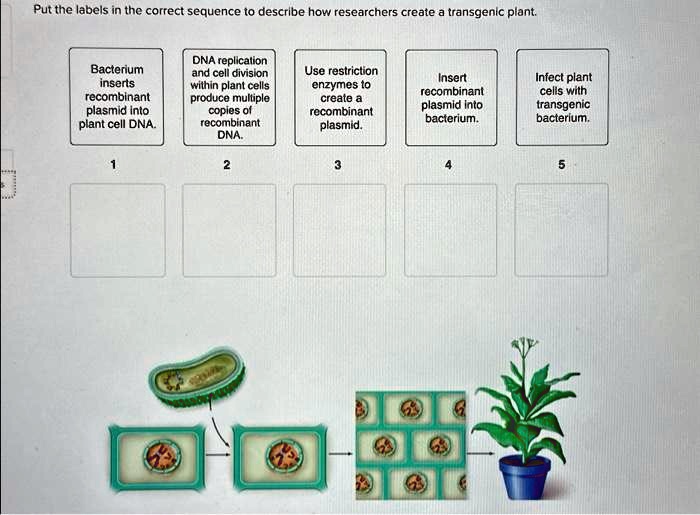 SOLVED: Put the labels in the correct sequence to describe how ...