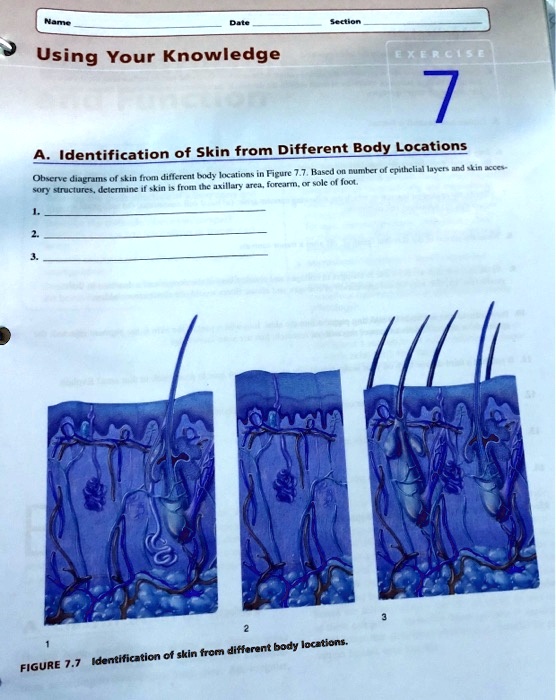 Date Section Name Using Your Knowledge EXERCISE 7 A. Identification of Skin from Different Body ...