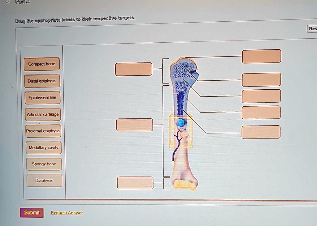 Part A Drag the appropriate labels to their respective targets. Compact ...