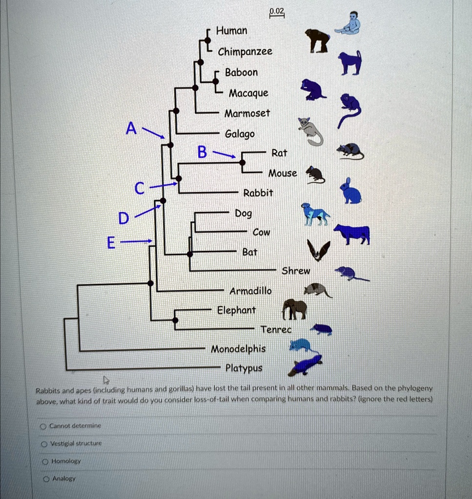 rabbits and apes including humans and gorillas have lost the tail present in all other mammals ...