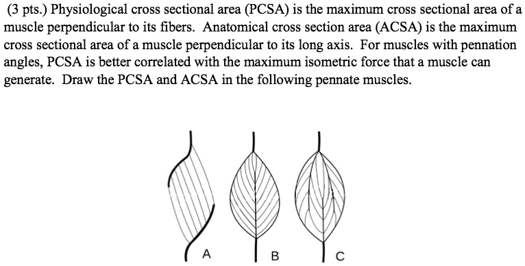 SOLVED: Physiological cross-sectional area (PCSA) is the maximum cross ... SOLVED: Physiological cross-sectional area (PCSA) is the maximum cross ...