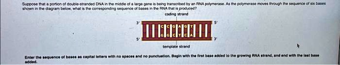 Suppose that a portion of double-stranded DNA in the middle of a large gene is being transcribed ...