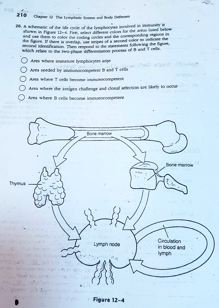 SOLVED: 210 O Area where immature lymphocytes arise Area where T cells ...