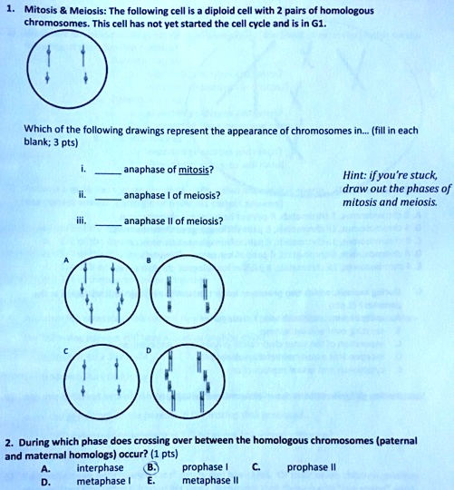 SOLVED: Mitosis Meiosis: The following cell is 3 diploid cell with pairs of homologous ...