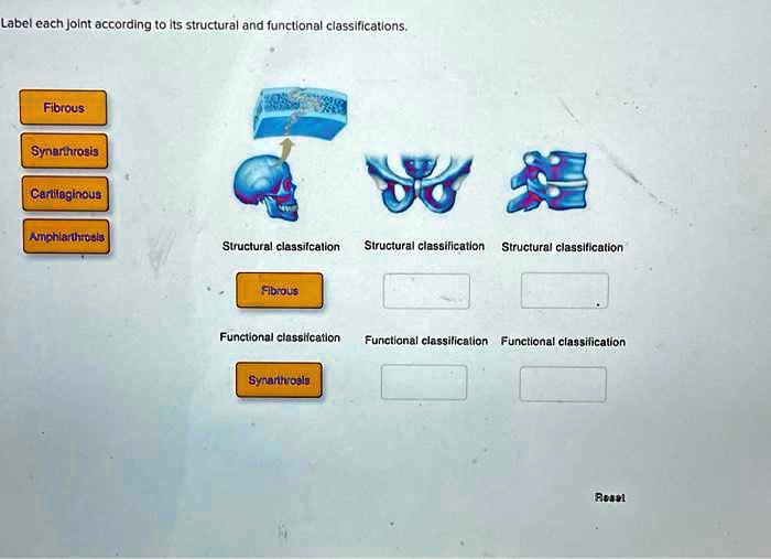 SOLVED: Label each joint according to ts structural and functional classifications Fibrous ...