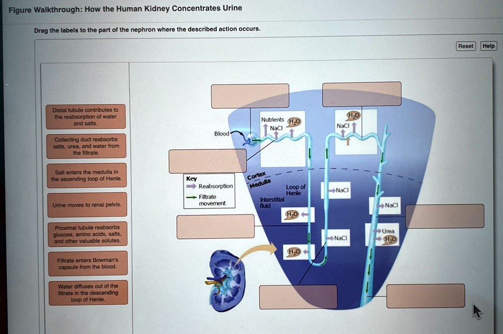 Figure Walkthrough: How the Human Kidney Concentrates Urine Drag the ...