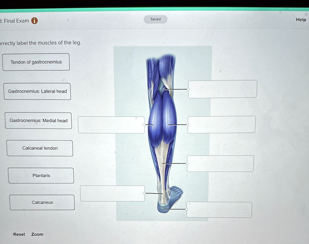 d: Final Exam orrectly label the muscles of the leg. Tendon of ...