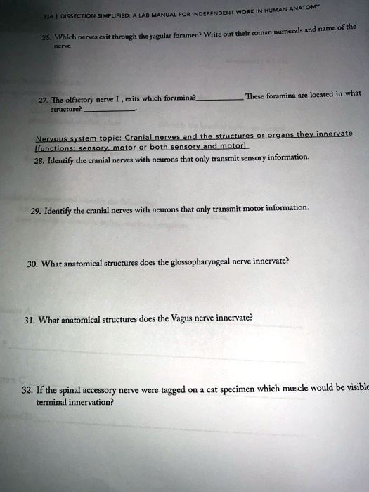 SOLVED: 26-32 Which nerves exit through the jugular foramen? 27. The olfactory nerve I exits ...