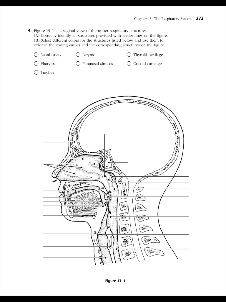 Chapter 13 The Respiratory System 273 5. Figure 13-1 is a sagittal view of the upper respiratory ...