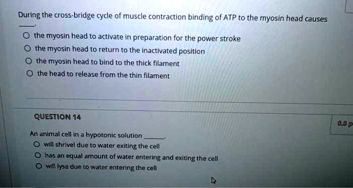 During the cross-bridge cycle of muscle contraction binding of ATP to ...