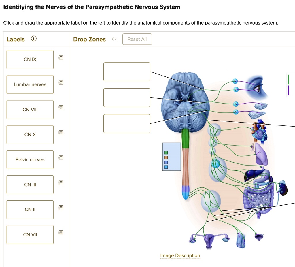 Identifying the Nerves of the Parasympathetic Nervous System Click and ...