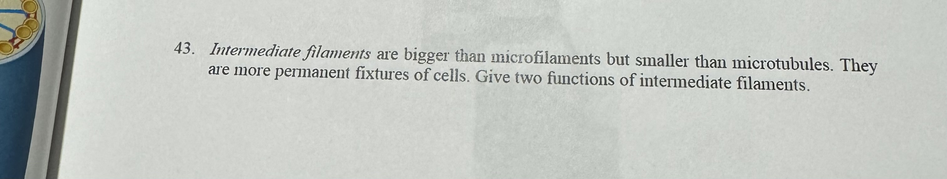 43 intermediate filaments are bigger than microfilaments but smaller ...