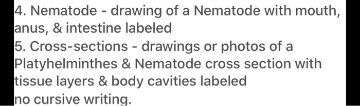 4 nematode drawing of a nematode with mouth anus intestine labeled 5 ...