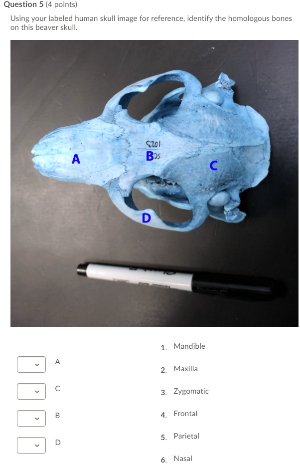 SOLVED:Question 5 (4 points) Using your labeled human skull image for ...