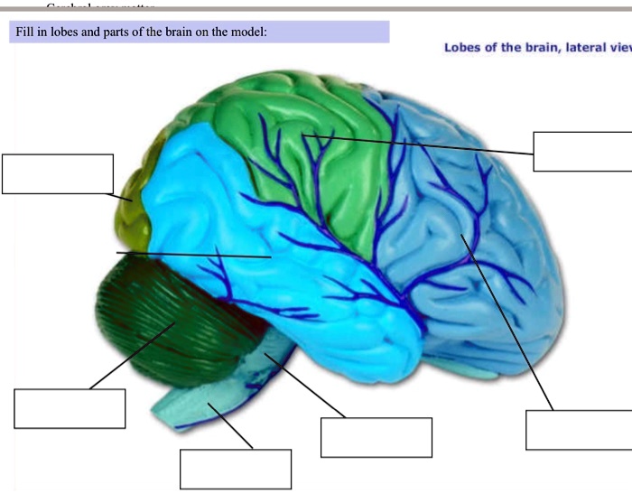 Fill in lobes and parts of the brain on the model: Lobes of the brain ...