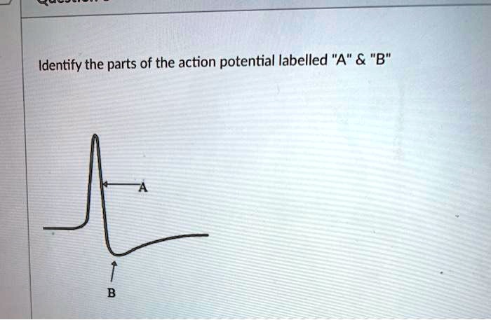 SOLVED: Identify the parts of the action potential labelled "A" "B"