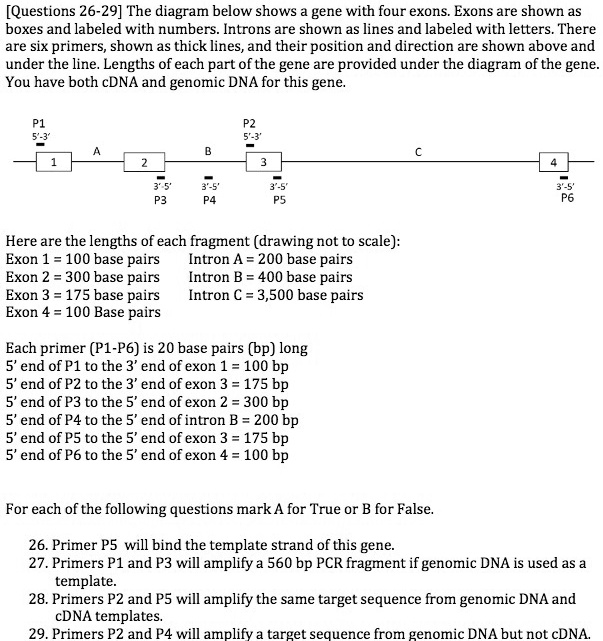 SOLVED: [Questions 26-29] The diagram below shows a gene with four exons. Exons are shown as ...