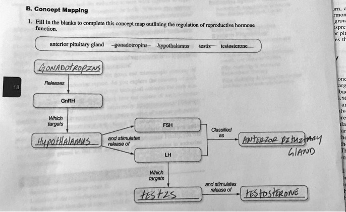 SOLVED: B. Concept Mapplng Fill in thc blanks complete this concept map ...