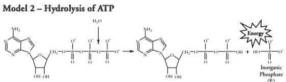 The diagram of ATP in Model 1 has three parts. Use your knowledge of ...