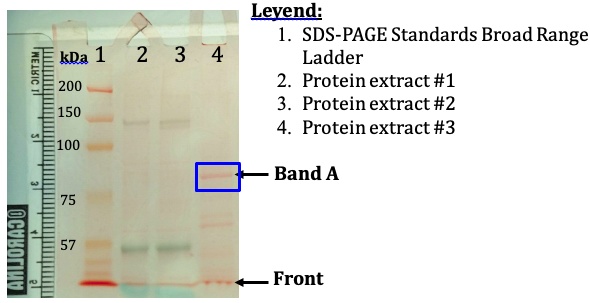 kDa 1 2 3 4 200 150 100 75 57 Leyend: 1. SDS-PAGE Standards Broad Range ...
