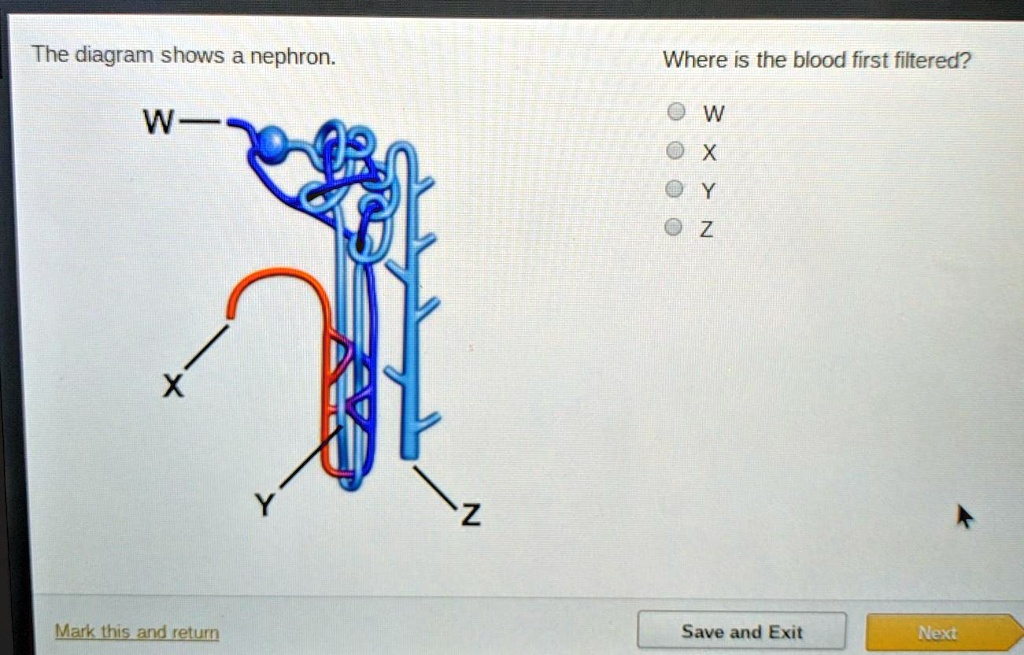 The diagram shows a nephron. Where is the blood first filtered? W- X Y ...