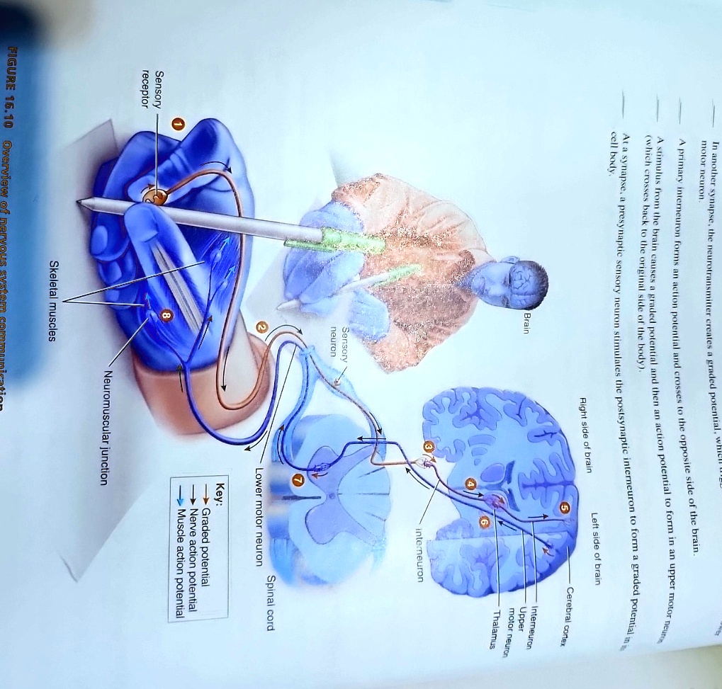 Sensory receptor In another synapse, the neurotransmitter creates a ...