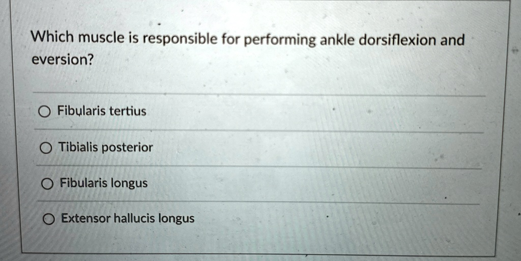Which muscle is responsible for performing ankle dorsiflexion and ...