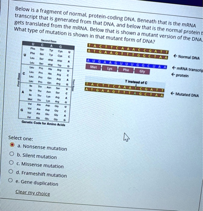 SOLVED: Below is a fragment transcript that of normal; protein coding ...