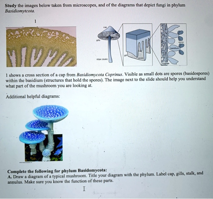 SOLVED:Study the images below taken from microscopes, and of the ...