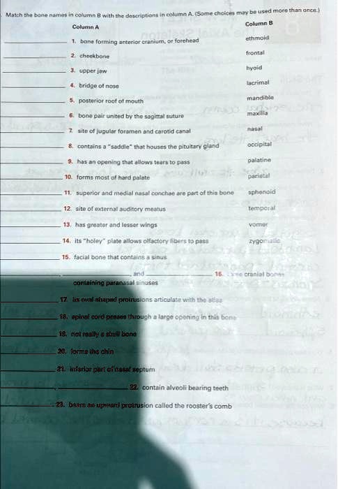 SOLVED: Texts: Match the bone Column A 1. bone forming anterior cranium ...