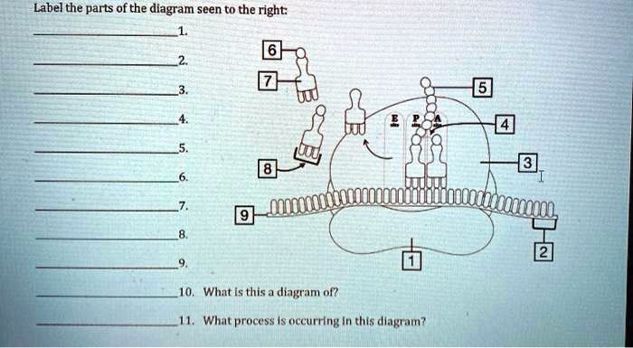 SOLVED: Label the parts of the diagram seen t0 the right: What is this ...