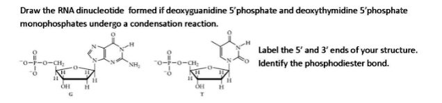 SOLVED:Draw the RNA dinucleotide fomed if deoxyguanidine 'phosphate and deoxythymidine ...