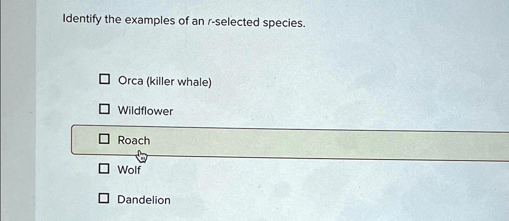 Identify the examples of an r-selected species. Orca (killer...
